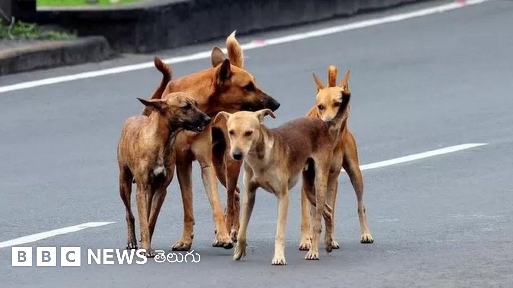 Kerala stray dogs: వీధి కుక్కలను చంపిన వారికి ఇక్కడ బహుమతులు ఇచ్చారు ...