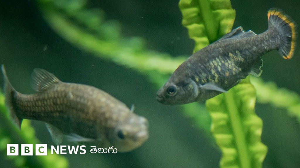 అంతరించిపోతున్న అరుదైన మంచినీటి చేప.. ఇలా కాపాడుతున్నారు.. - BBC News ...