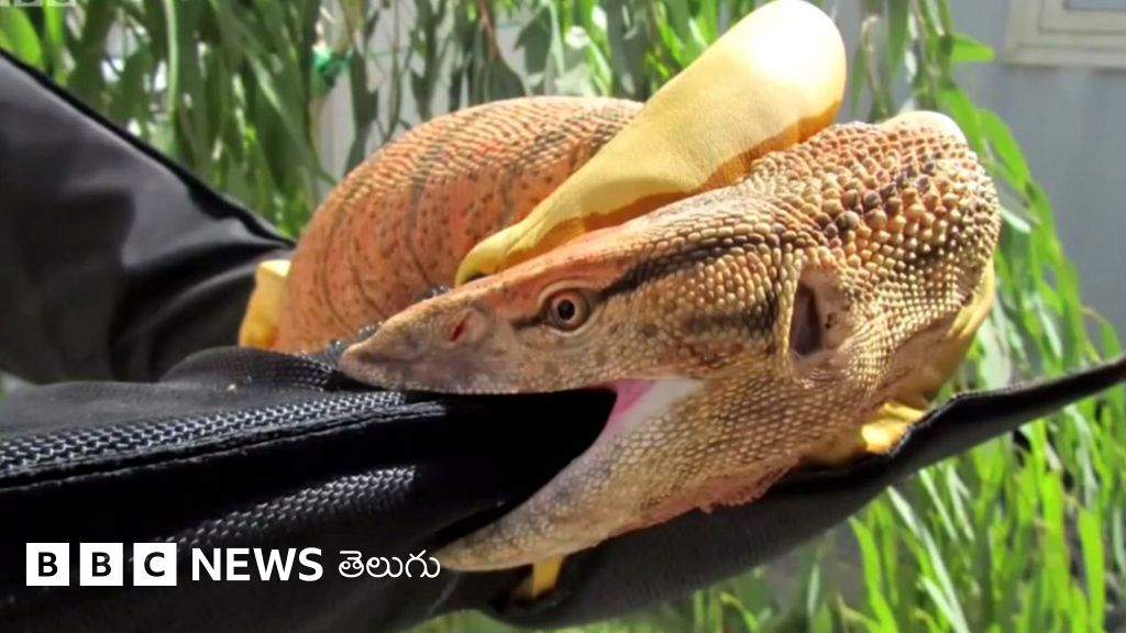 పాములూ తేళ్లతో స్నేహం.. అదే అత్యుత్తమ ఉద్యోగం! - BBC News తెలుగు