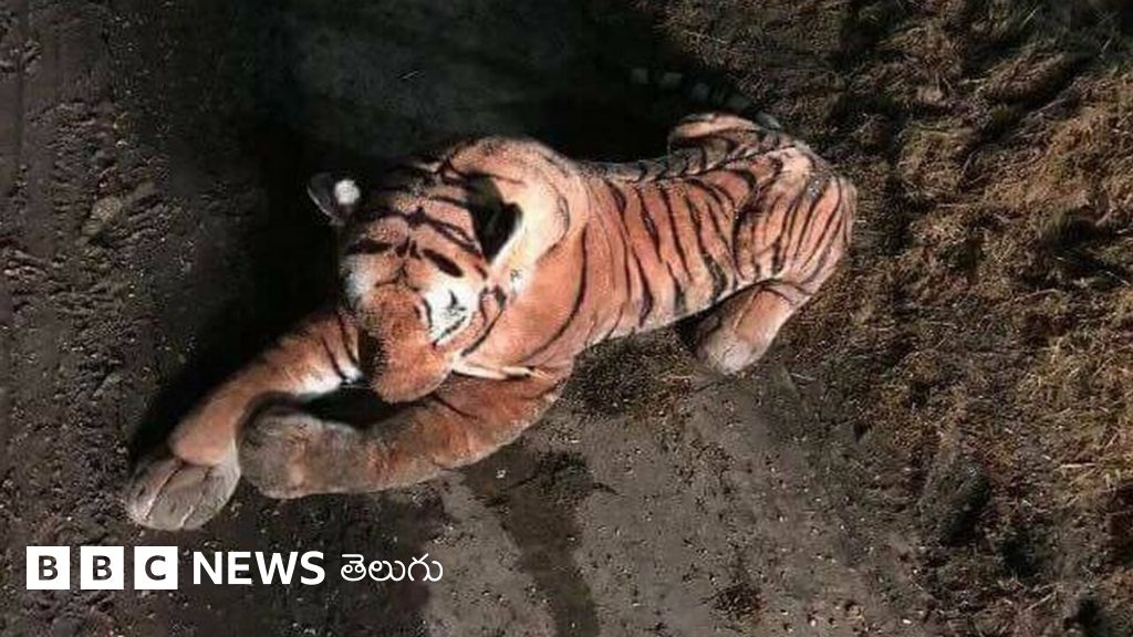 ఈ ‘పులి’ ఏం చేసిందో తెలుసా? - BBC News తెలుగు