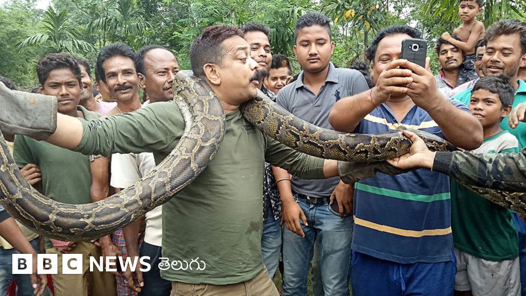 వైరల్ వీడియో: సెల్ఫీలు తీసుకుంటుంటే కొండచిలువ మింగినంత పని చేసింది ...