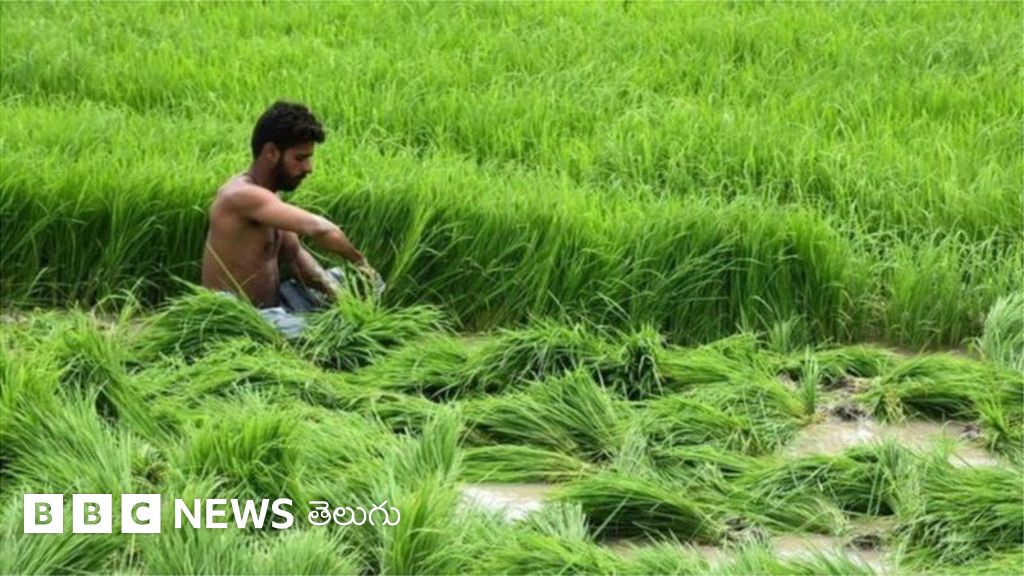 Jumli Marshi rice : 50 లక్షల కుటుంబాలకు ఆధారమైన ఈ బియ్యం రకం ...