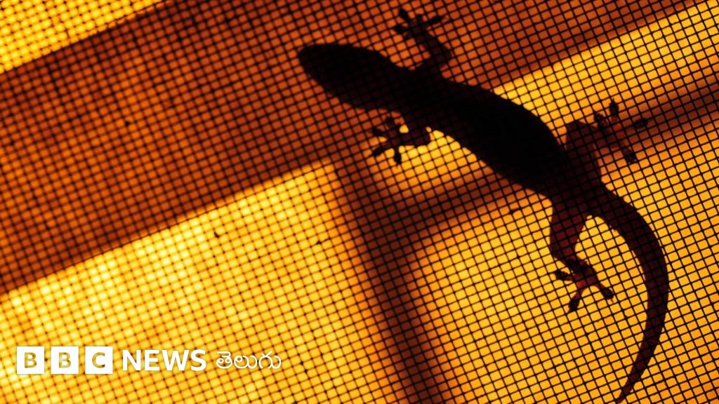 Lizards: బల్లి పడితే ఆహారం విషపూరితం అవుతుందా, ఇంట్లో బల్లులు లేకపోతే ...