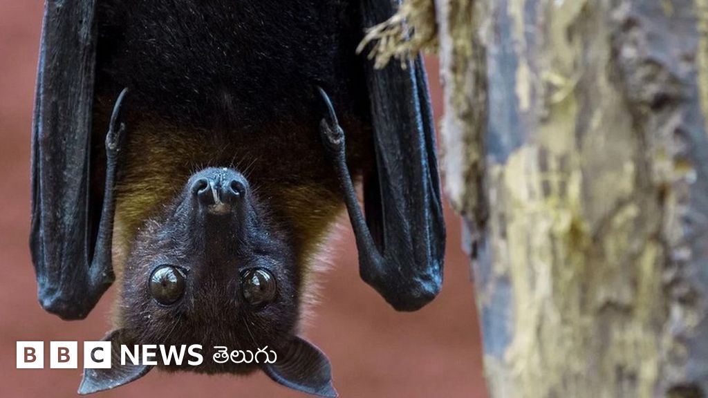 నిపా వైరస్: మరణాల రేటు 40-75 శాతం.. వ్యాక్సీన్ లేదు, చికిత్స లేదు.. ఇది ...