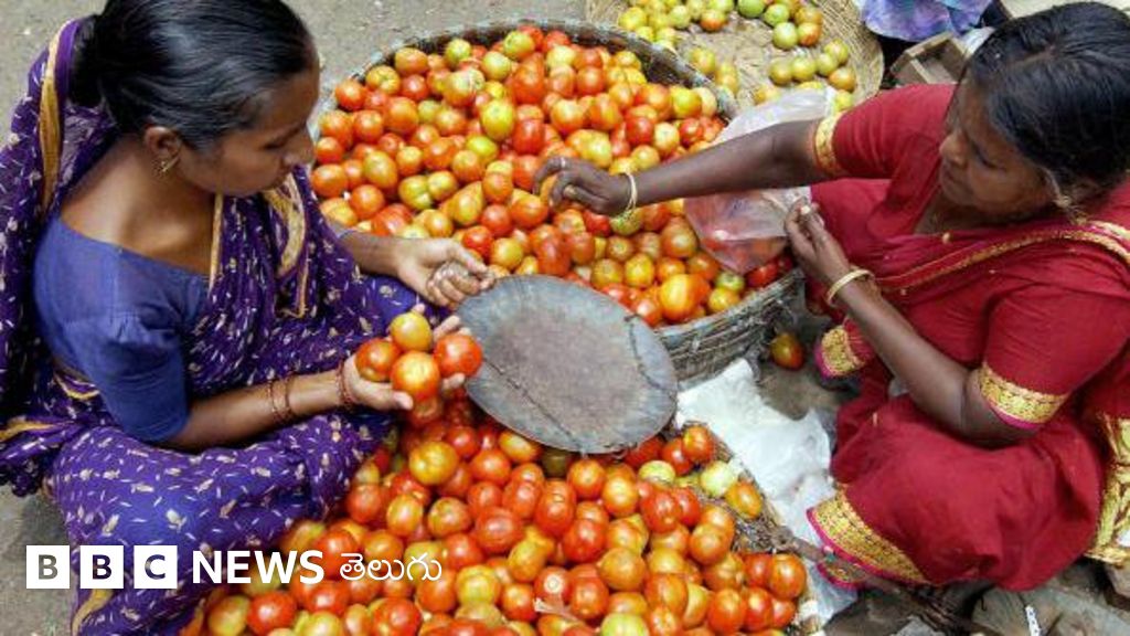 Tomato: టమోటాలు భారత్‌కు ఎలా వచ్చాయి? రెండు శతాబ్దాల కిందట వీటిని తింటే ...