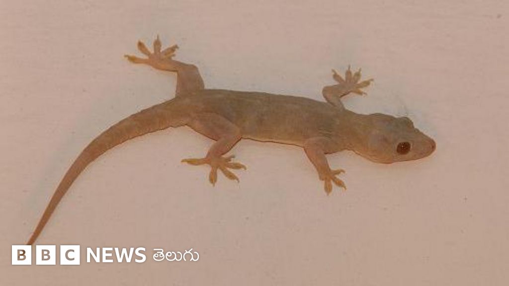 Lizards: బల్లి పడితే ఆహారం విషంగా మారుతుందా? - BBC News తెలుగు