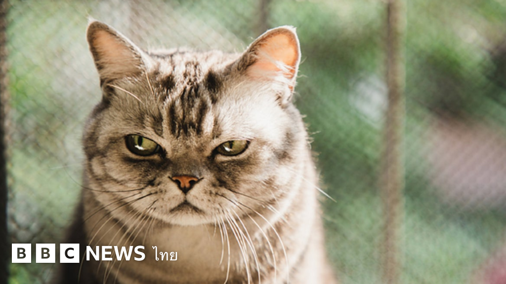 แมวบ้านต่างจากสัตว์เลี้ยงทั่วไป ไม่ยอมสนใจอาหาร หากต้องทำสิ่งเหนื่อยยาก ...