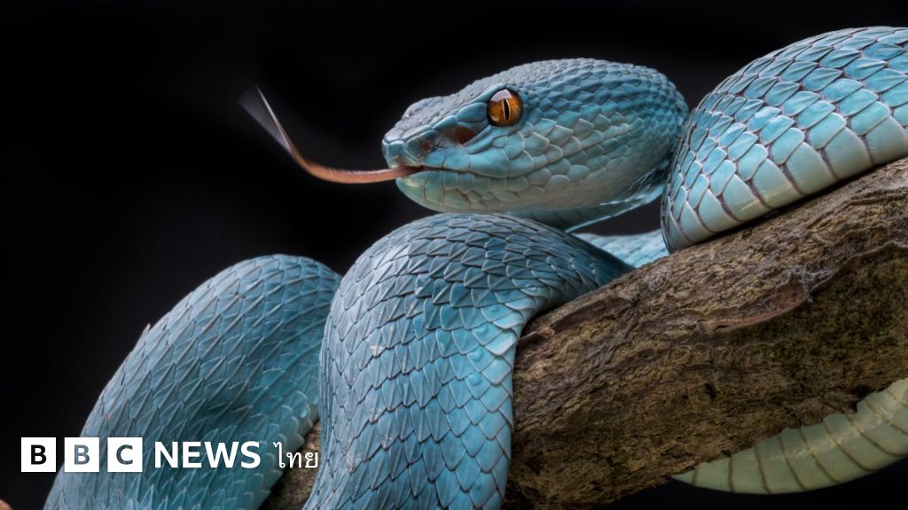 งูตัวเมียมี “ปุ่มกระสัน” และอาจเล้าโลมแบบ “ฟอร์เพลย์” ก่อนผสมพันธุ์ ...