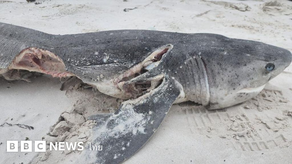 ทำไมวาฬเพชฌฆาตจึงฆ่าฉลามเพื่อกินแต่ตับ - BBC News ไทย