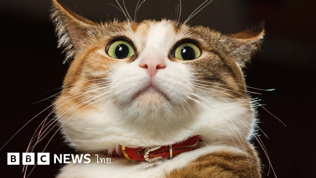 แมวเหมียวแอบปล่อยก๊าซพิษบ่อยแค่ไหน ? - BBC News ไทย