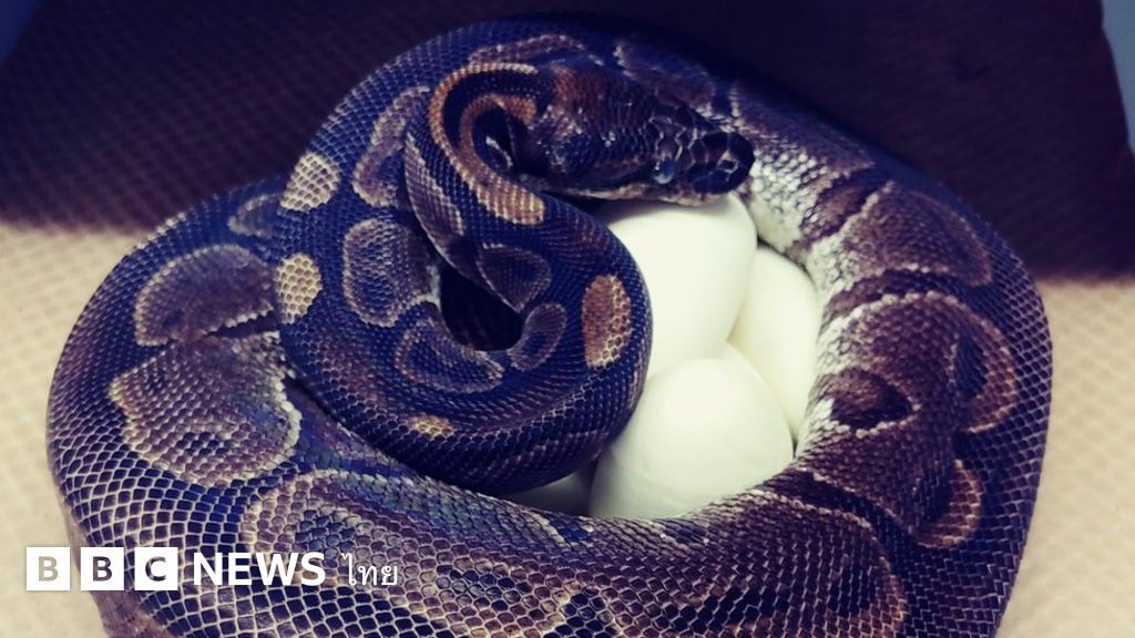 งูหลามบอลเพศเมียอายุกว่า 60 ปี ในสหรัฐฯ ออกไข่เองได้ไม่ต้องผสมพันธุ์กับ ...