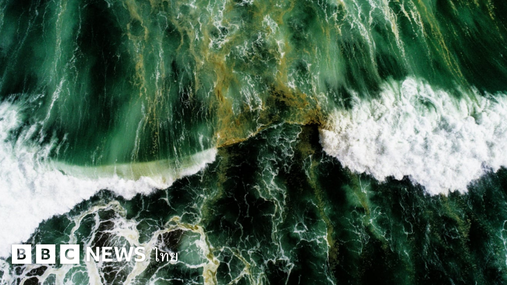 น้ำทะเลครึ่งโลกเปลี่ยนไป กลายเป็นสีเขียวเข้มขึ้นเรื่อย ๆ - BBC News ไทย