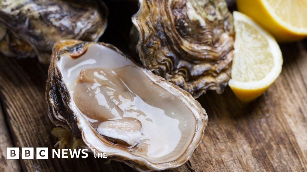 หอยนางรมช่วยป้องกันการกัดเซาะชายฝั่งได้อย่างไร - BBC News ไทย