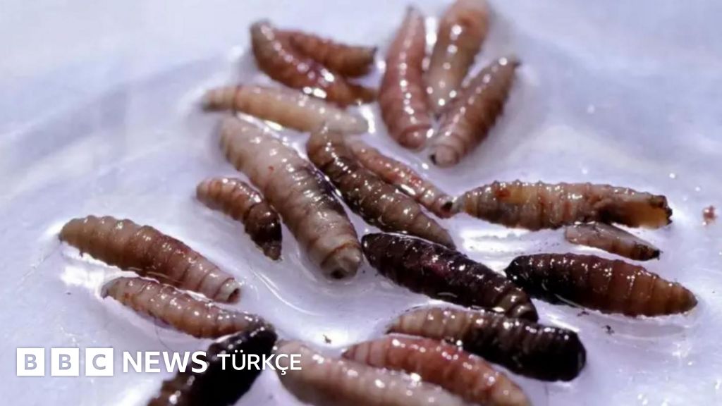 Yeni Dünya vida kurdu: Et yiyen parazit hakkında neler biliniyor? - BBC ...