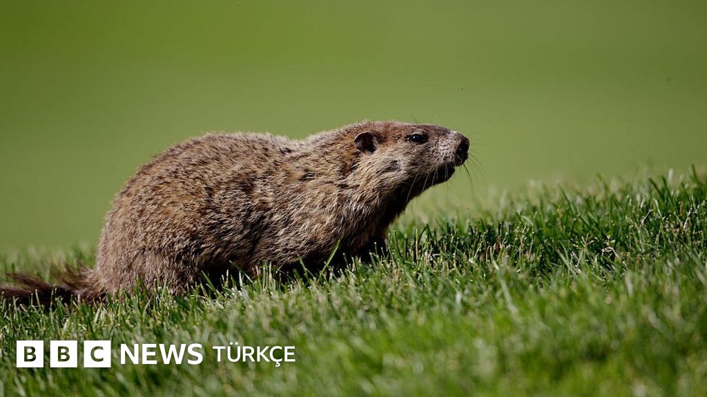 Hıyarcıklı (bubonik) veba: Moğolistan'da dağ sıçanı avlayıp yiyen 15 ...