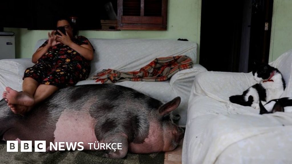 Brezilya'da yavru evcil hayvan olarak alınan domuz, 250 kilogram oldu ...