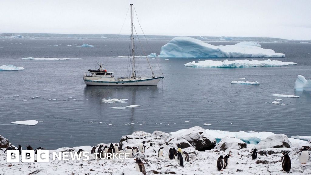 Kuş gribi: 'Benzeri görülmemiş' salgın durdurulabilir mi? - BBC News Türkçe