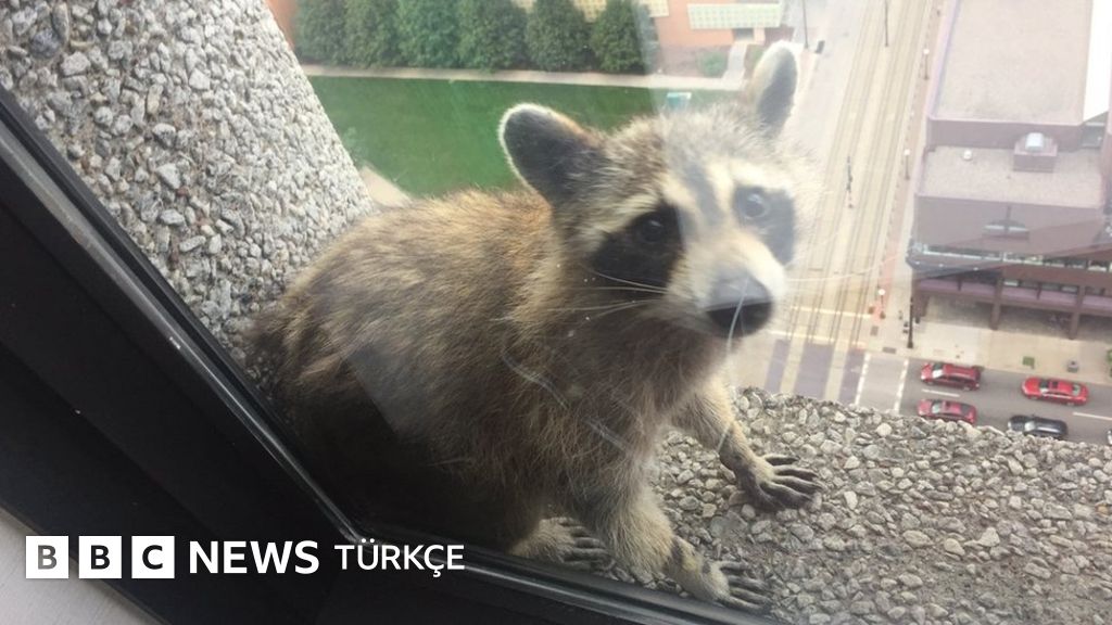 Gökdelene tırmanan rakun internet yıldızı oldu - BBC News Türkçe