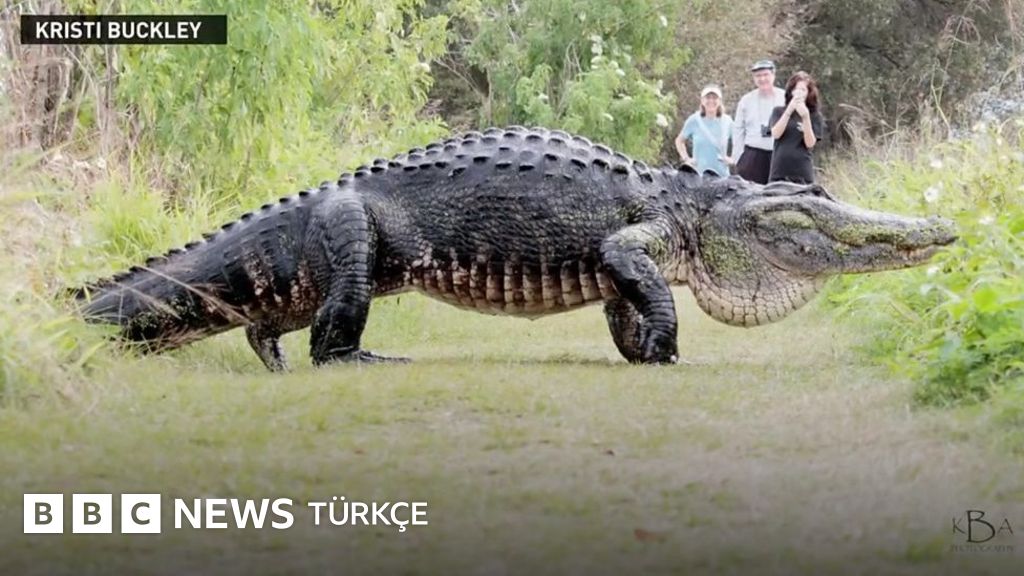 Florida'da görüntülere takılan dev timsah - BBC News Türkçe