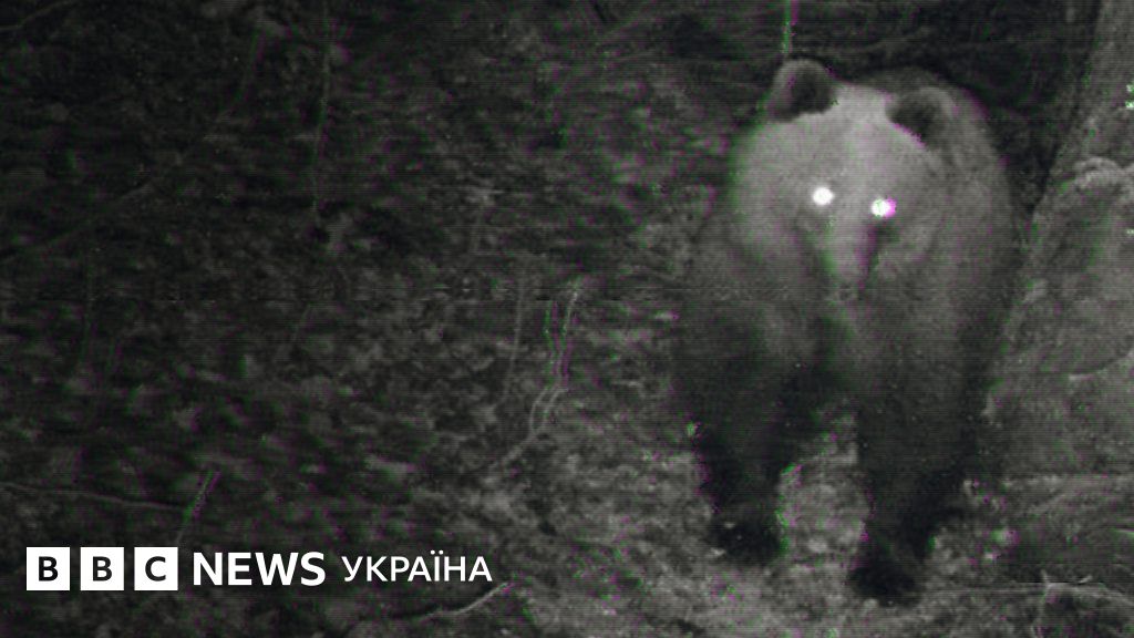 Рідкісні кадри тварин в українських лісах: ведмеді, рисі, вовки - BBC ...