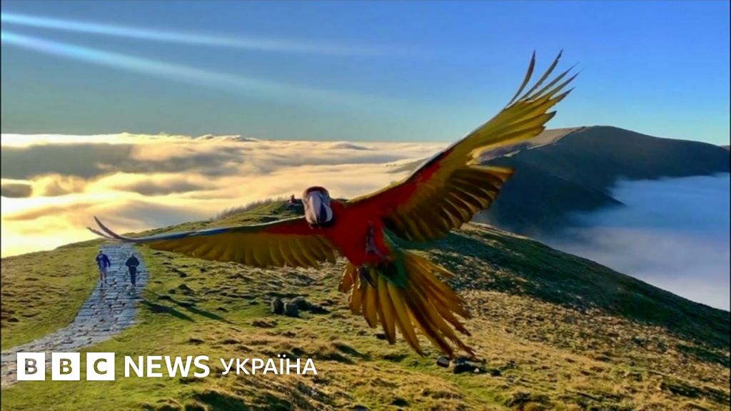 Папуга, що літає сам по собі - BBC News Україна