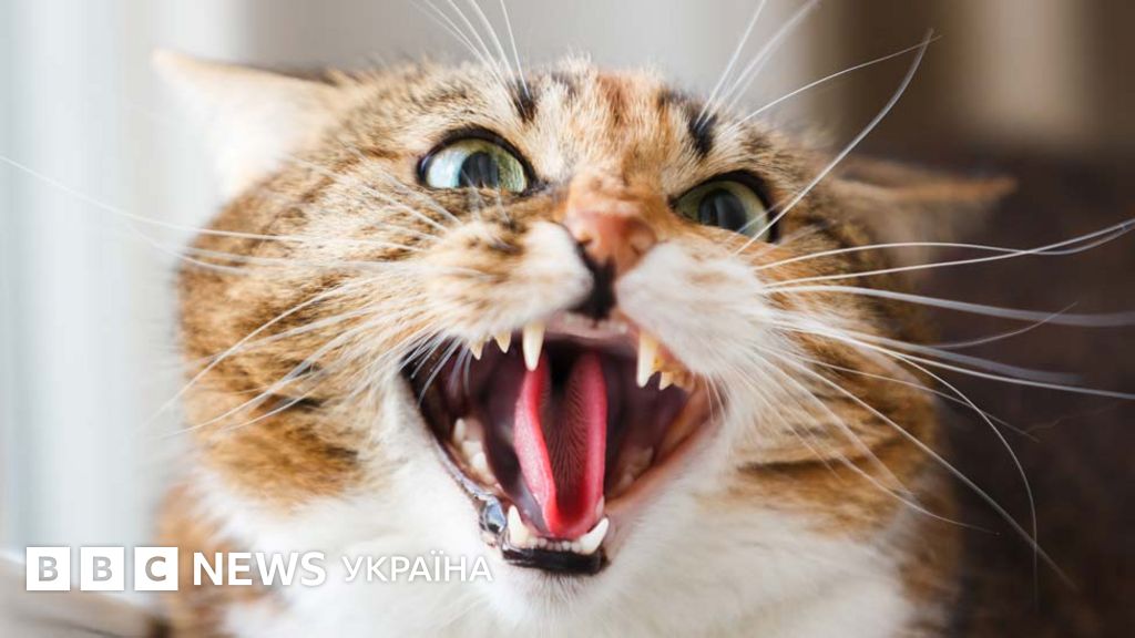 Кішка як знаряддя злочину: чоловіку загрожує до 5 років тюрми - BBC News Україна