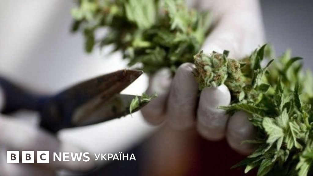 Як завдяки Україні ООН виключила канабіс з переліку найнебезпечніших