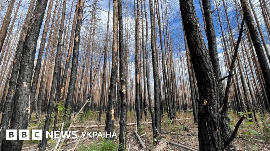 Як російське вторгнення сплюндрувало незаймані ліси українського