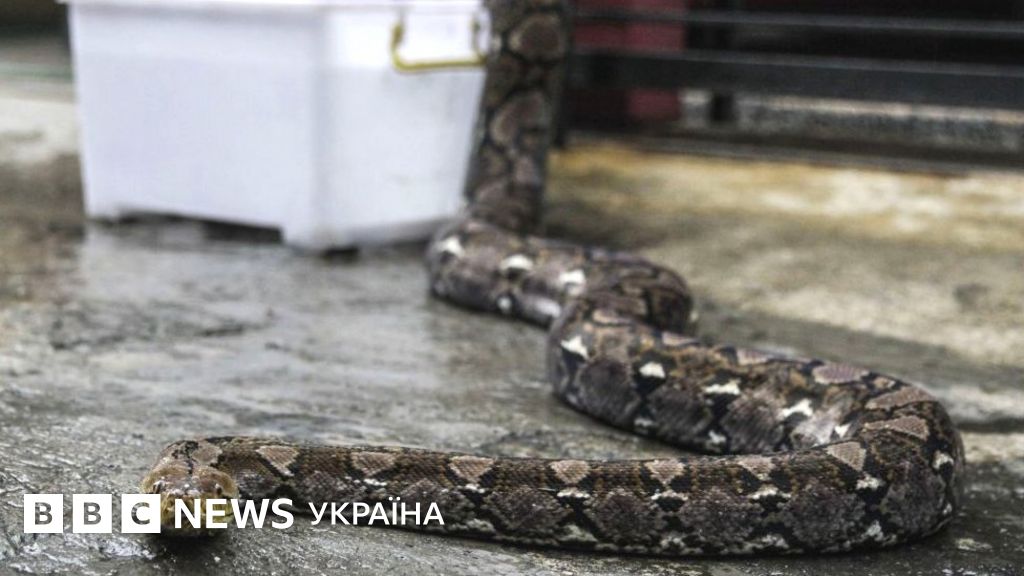 Американку знайшли мертвою з двометровим пітоном на шиї - BBC News Україна