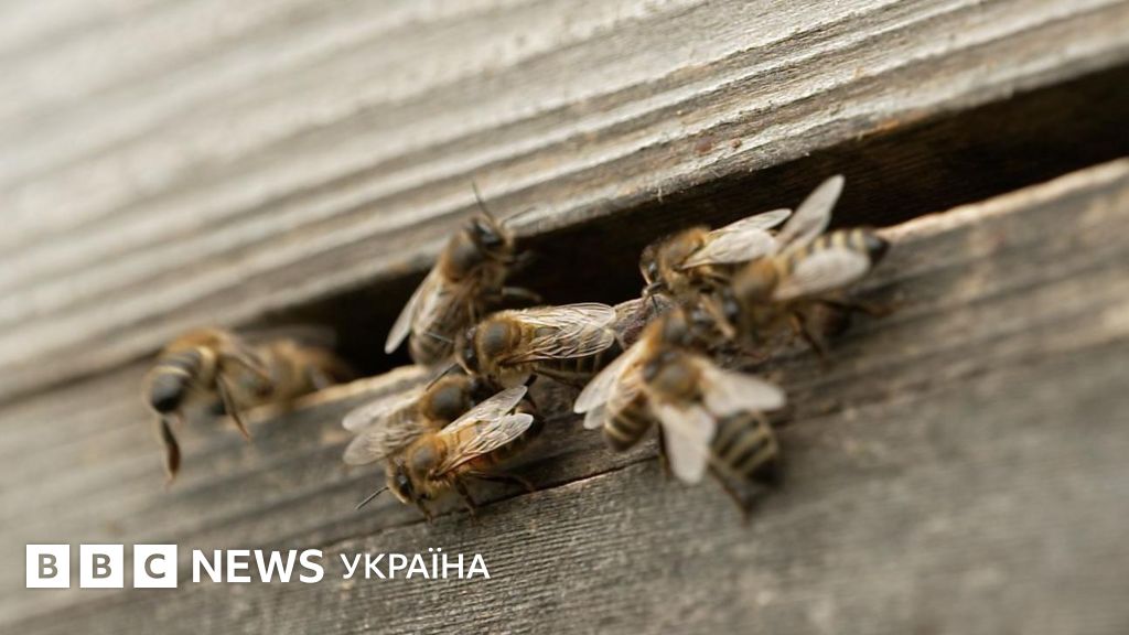 Як бджоли можуть допомогти Україні у війні проти Росії - BBC News Україна