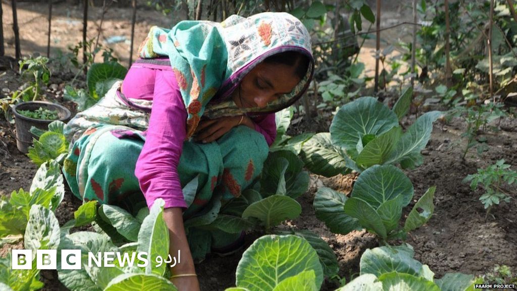 موسمیاتی تبدیلی: کیا گھریلو باغیچے یعنی کچن گارڈن ہی انسانی بقا کے ضامن ...