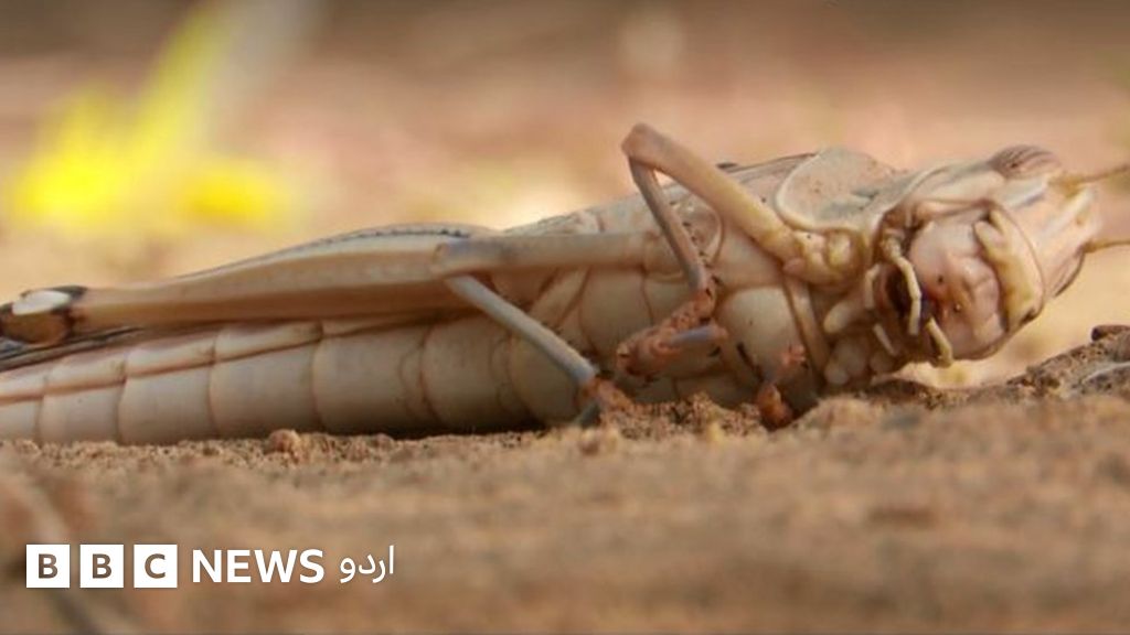 سندھ میں ٹڈیوں کا حملہ: ٹڈی دل افریقہ سے پاکستان کیسے پہنچا؟ - BBC News ...