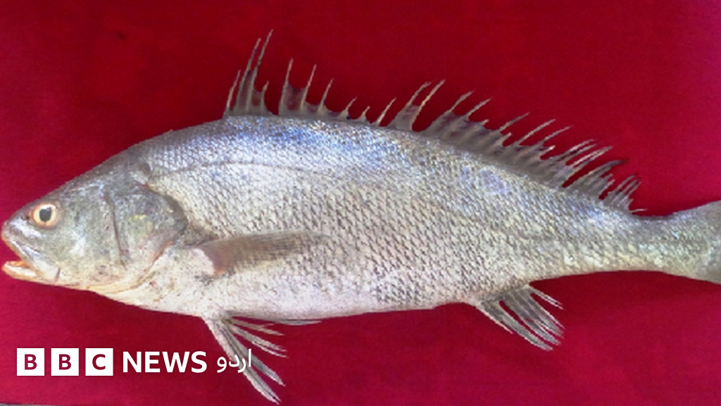 سوّا: وہ مچھلی جس نے پاکستانی ماہی گیروں کو راتوں رات لکھ پتی بنا دیا ...