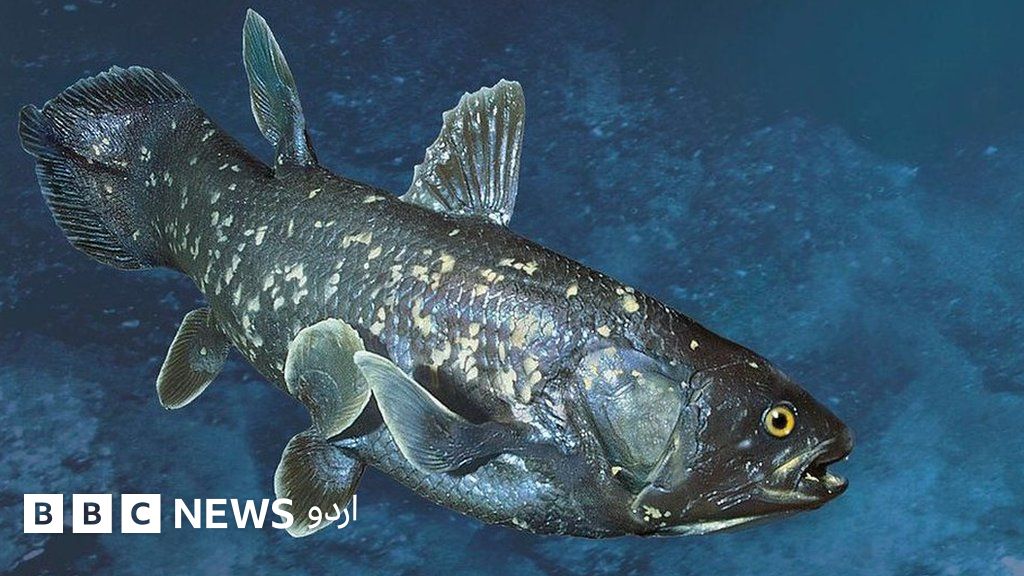 ’لوِنگ فوسل‘: قدیم ترین مچھلی جو ایک سو سال زندہ رہ سکتی ہے - BBC News اردو