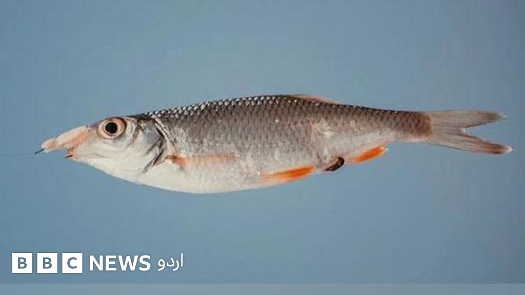 ’سونے کے دل والی‘ گھول مچھلی جسے ماہی گیر لاکھوں روپے میں فروخت کرتے ...