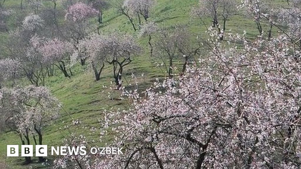 Bahor bayrami - Navroʻz - BBC News O'zbek