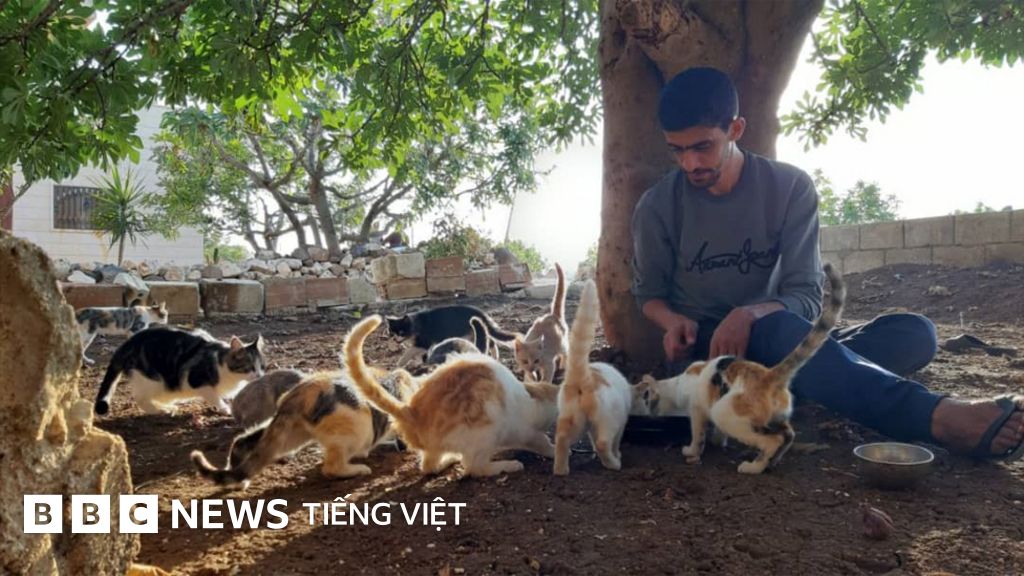 Một thị trấn ở Syria nơi mèo đông hơn người - BBC News Tiếng Việt