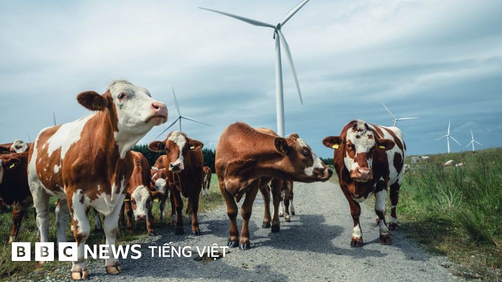 Net zero là gì và các nước thực hiện ra sao? - BBC News Tiếng Việt