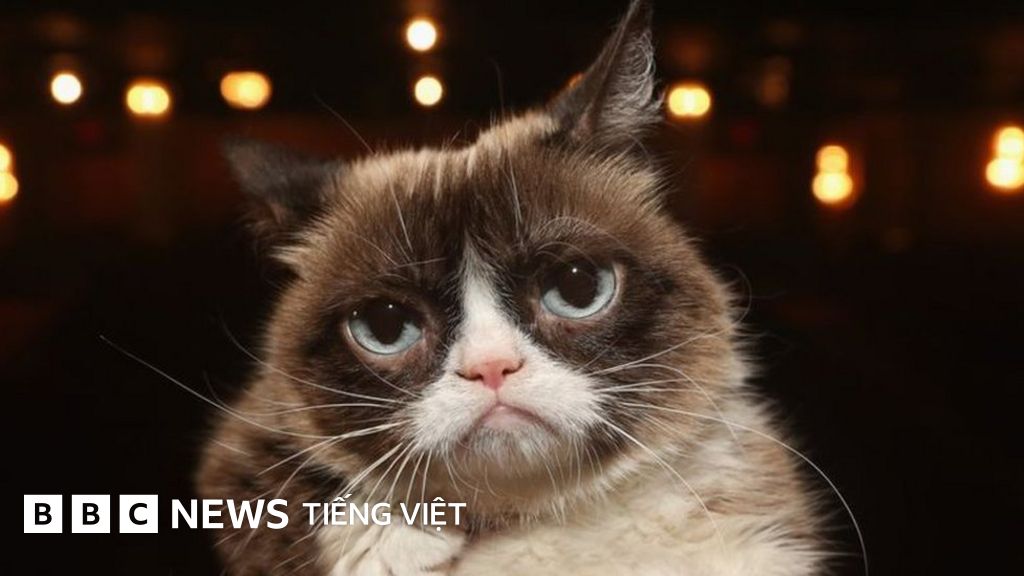 Thiếu nhi phim thiếu nhi con mèo vui nhộn và giáo dục