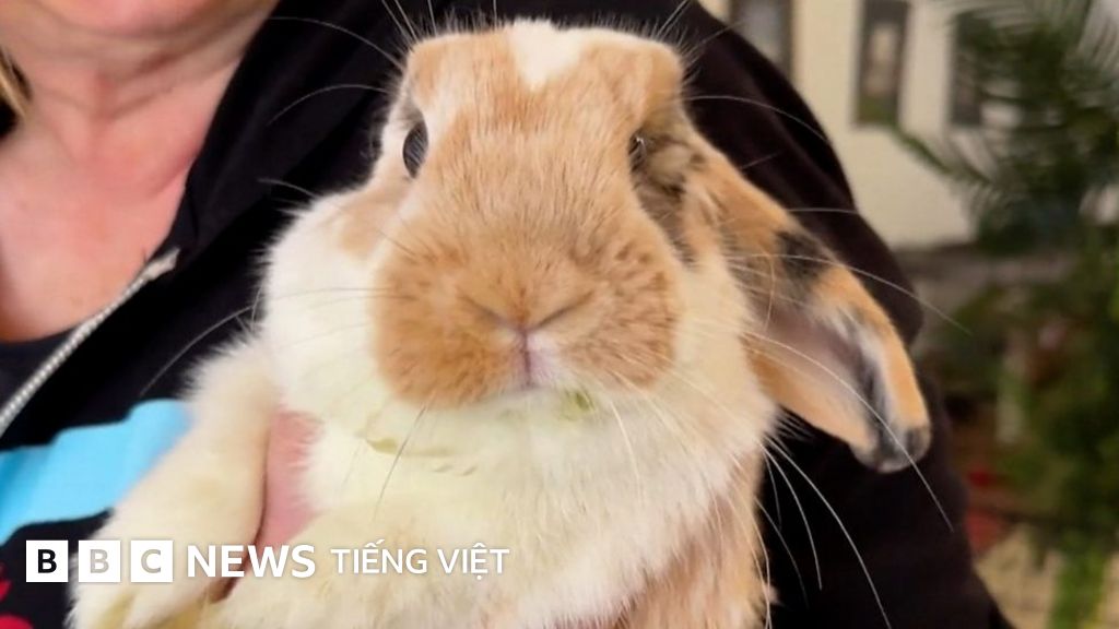 ‘Hare BnB’: Nhân viên khách sạn đọc truyện cho thỏ trước khi ngủ - BBC ...