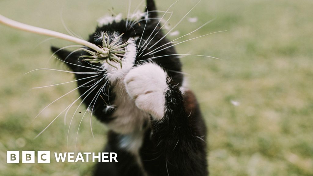 Hay fever: Did you know your pets can suffer too? - BBC Weather