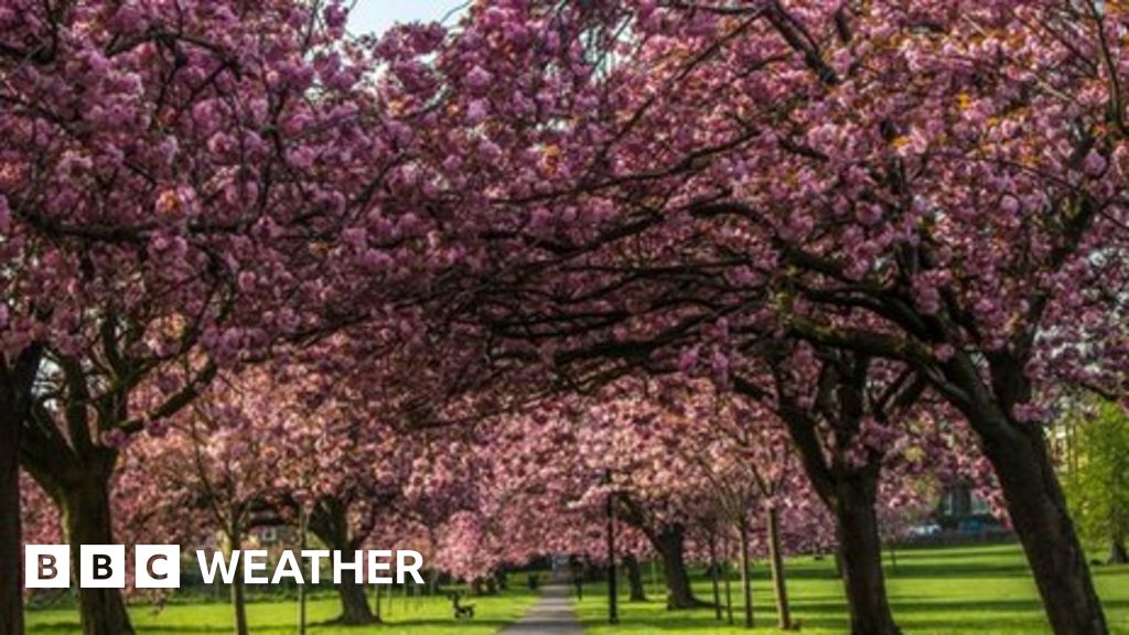 Beautiful displays as spring blooms across the UK - BBC Weather