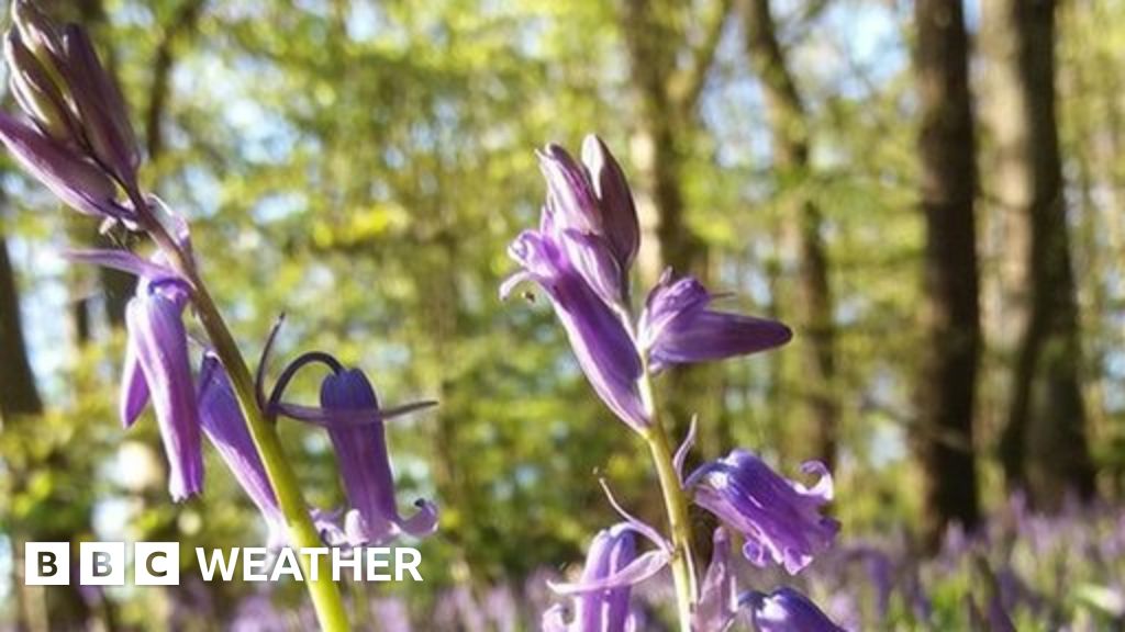Gallery: Colours of spring - BBC Weather