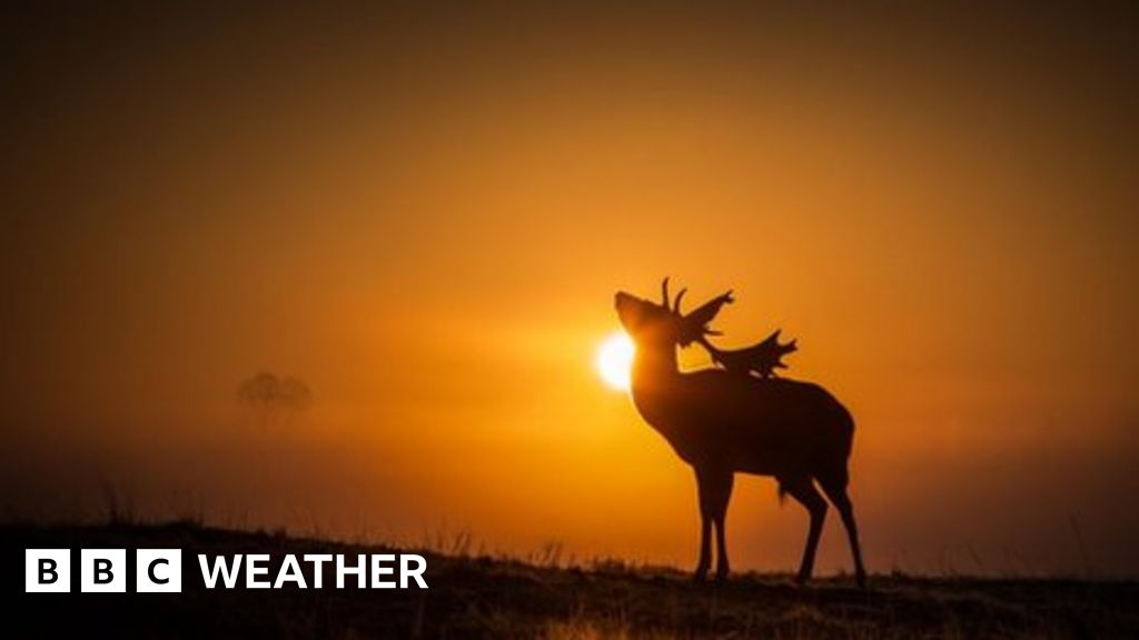 Top five 'animals in weather' - BBC Weather