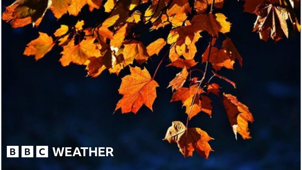 What part does the weather have to play in helping leaves to develop ...