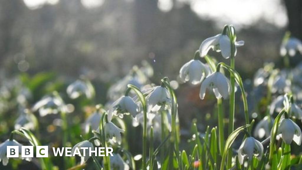 Sweet snowdrops - BBC Weather