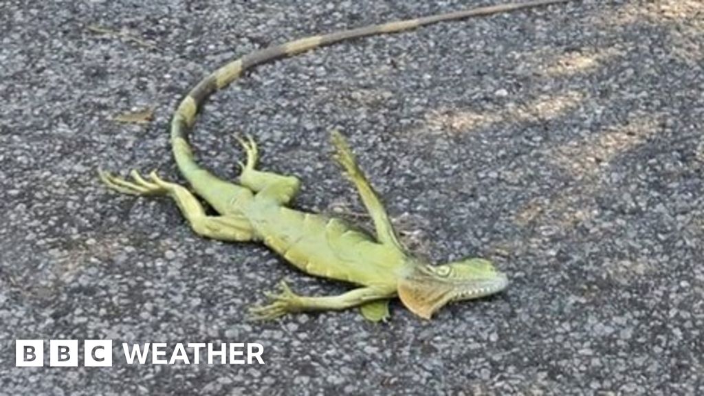 Why are iguanas set to fall from trees in Florida? - BBC Weather