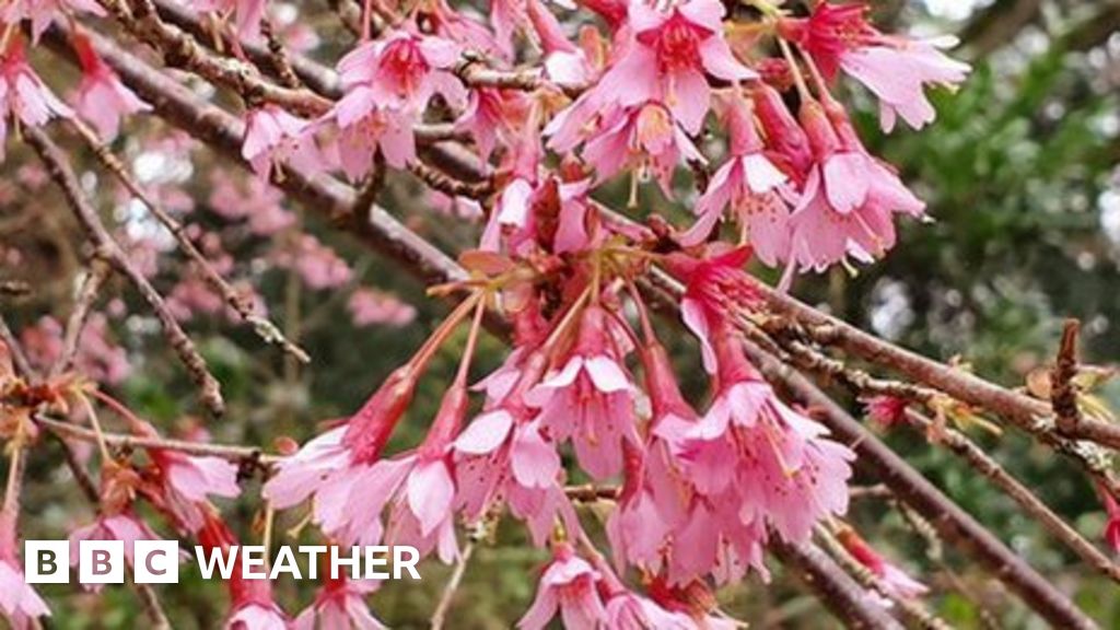 Spring flowers signal longer, warmer days - BBC Weather