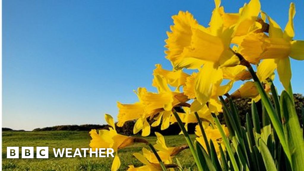 How does weather affect spring flowers? - BBC Weather