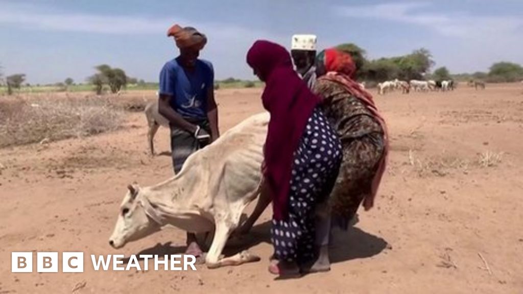Climate Check: East Africa drought - BBC Weather
